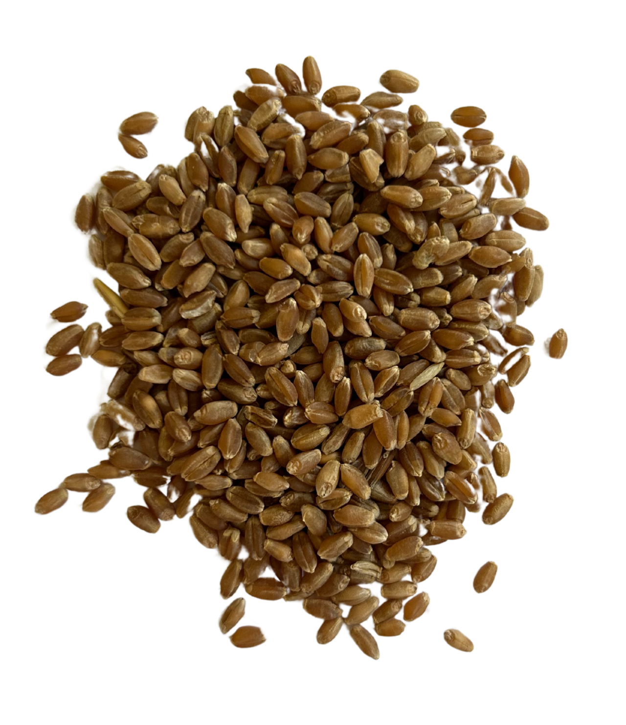 Organic Hard Red Spring Wheat Berries Flour | Ontario | 1847 Stone ...