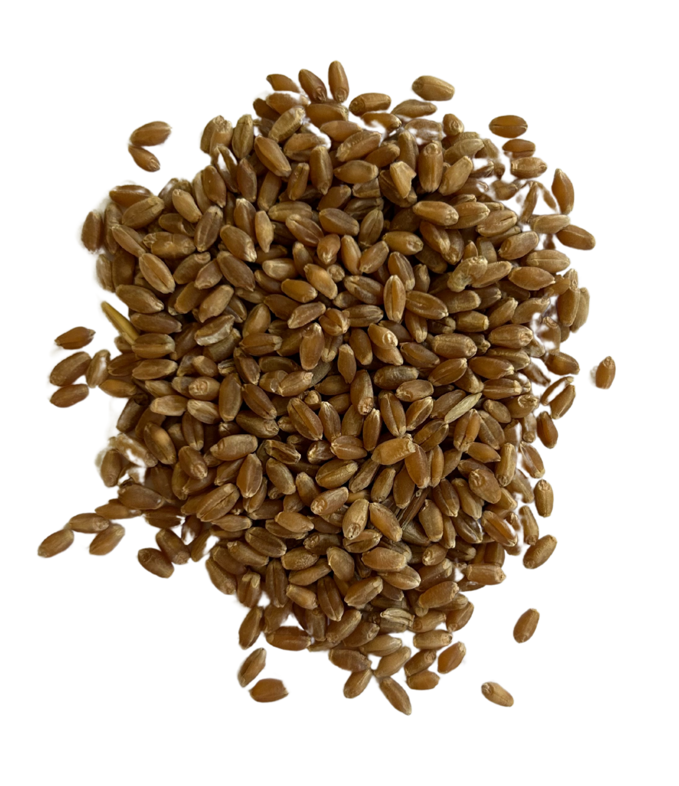 Organic Hard Red Spring Wheat Berries Flour | Ontario | 1847 Stone ...